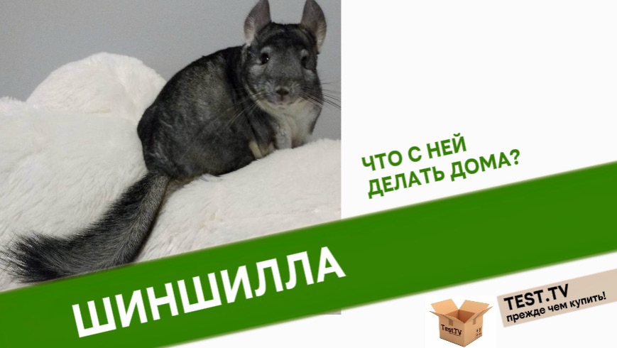 TEST.TV: Шиншилла - не только ценный нежный мех!
