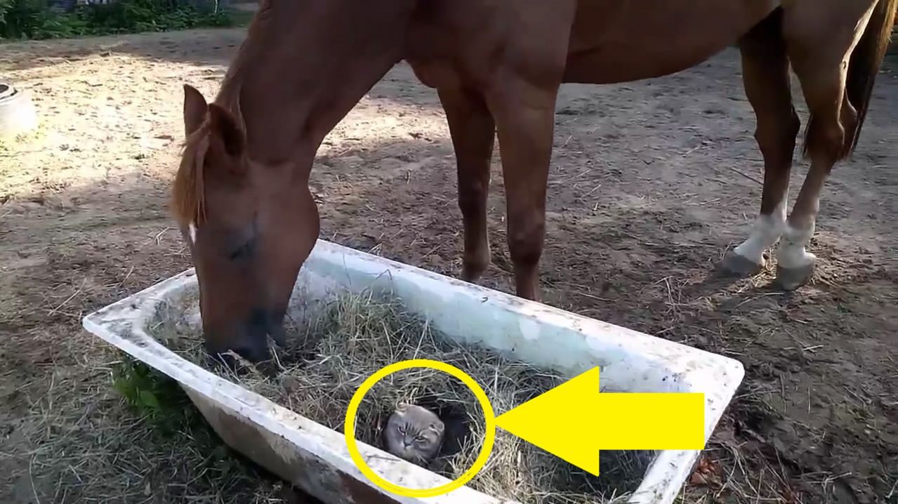 Кому - еда, кому - постель