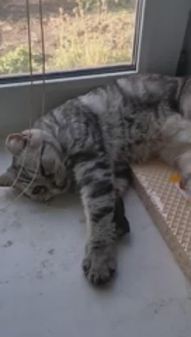 Комфортно ли тебе так лежать Элечка