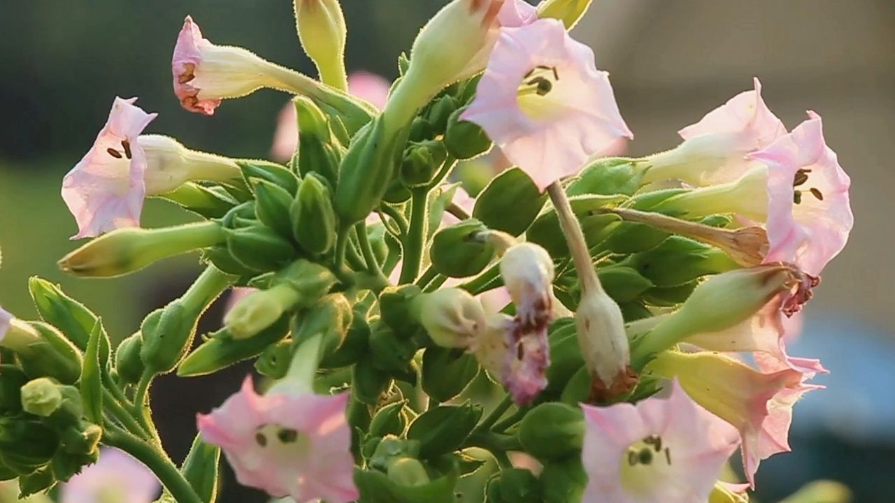 ЦВЕТУЩИЙ ТАБАК И ХАСКИ АСЯ С МАМОЙ в поэтическом клипе «ЗОЛОТЫЕ ПАУЧКИ» моего стихотворения