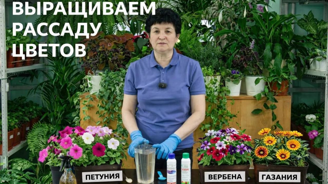 Сеем многолетники. Как сделать правильно? Прекрасная Гузалия