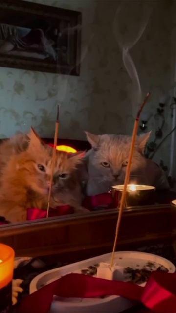 Смешные коты #117-2