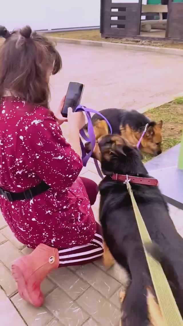 "Всё за траву!" ❥ Приют в Малинках #приютдляживотных