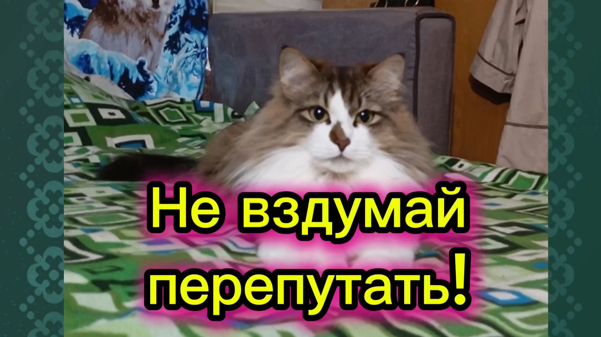 Кошки с озвучкой.