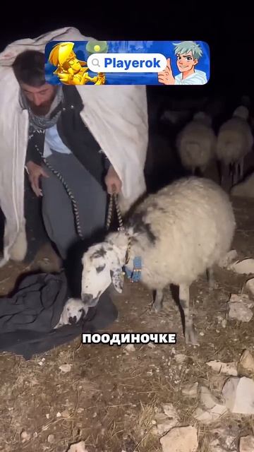 Одна овца удерживает всё стадо… как?