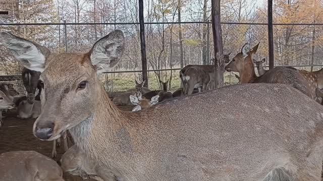 Оленья экоферма на Сахалине.mp4