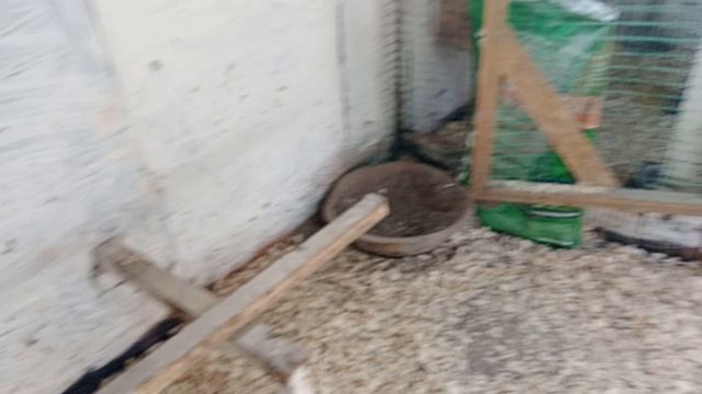 Весенняя уборка в птичнике.