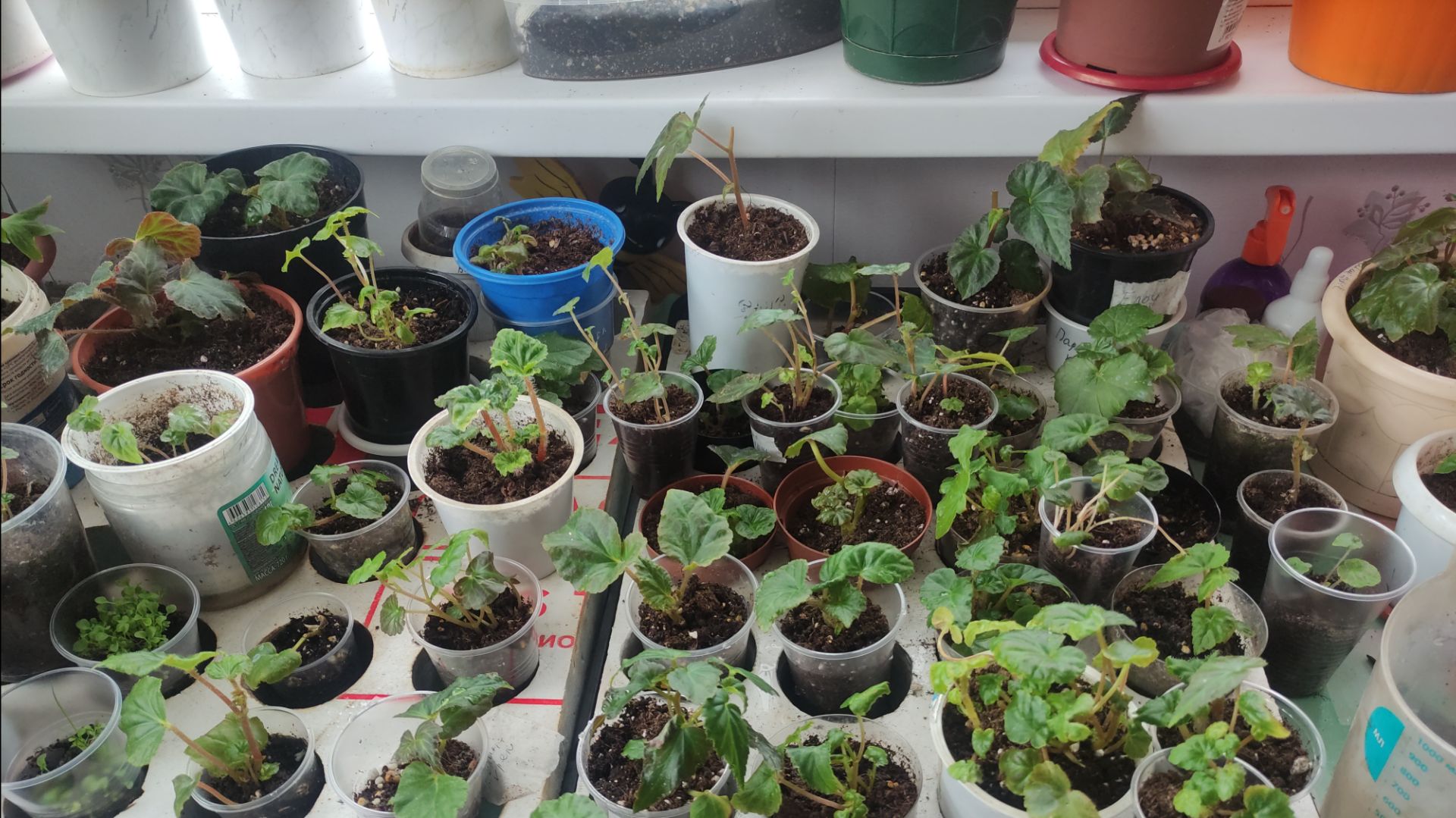 Черенки и череночки,ростки и росточки на весеннем подоконнике