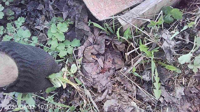 Обзор сорняков около колодца и прополка