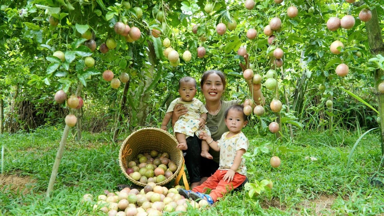 Мама поневоле. Дуонг. Сбор урожая маракуйи для продажи на рынке. Садоводство и кулинария. Серия 114