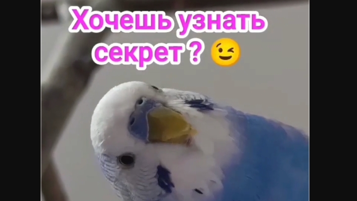 Миллион подписчиков 🙀 #viralshorts #попугай #рек