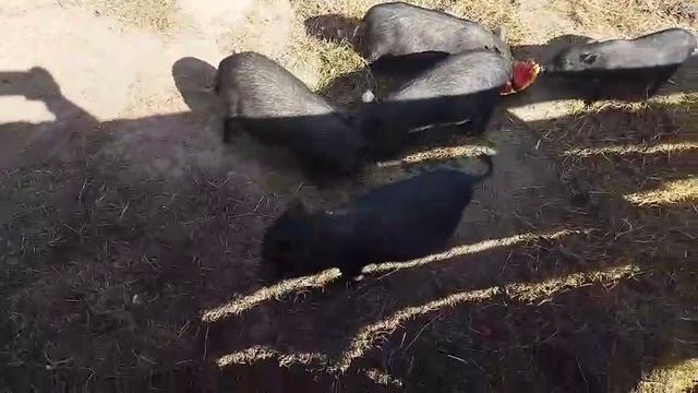 Вьетнамские вислобрюхие свиньи. Будни 2025г.