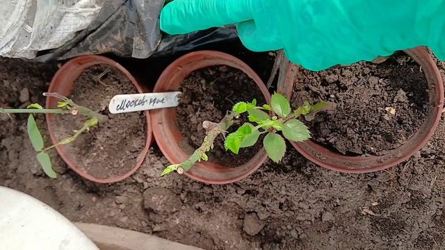 2336. Сегодня проверяем посевы ранней зелени в теплице,26.04.26