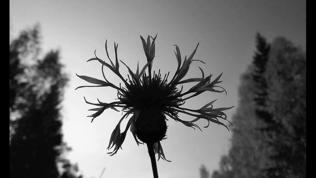 А. Пушкин. Всегда так будет, как бывало...