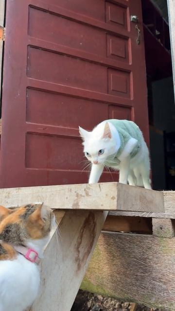 Мирного решения не будет