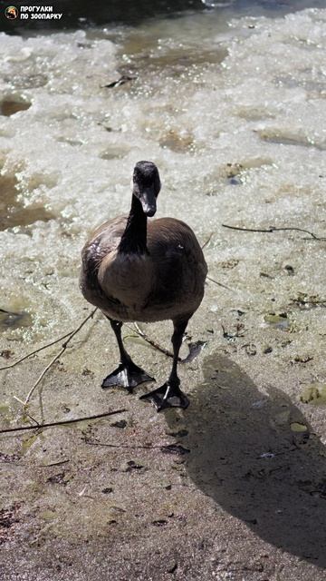 Канадская казарка выходит на берег. Ленинградский зоопарк