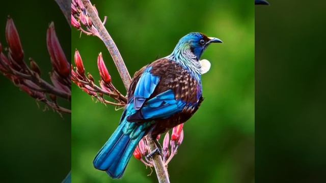 Вомбат и редкие животные Новой Зеландии