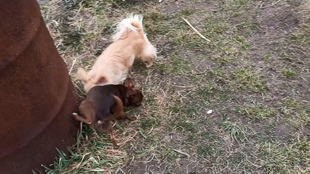 Царёк ждёт Вас 03/04/26 Шурику 1 год #питомник_собак_Мари_Мистик +79215950848