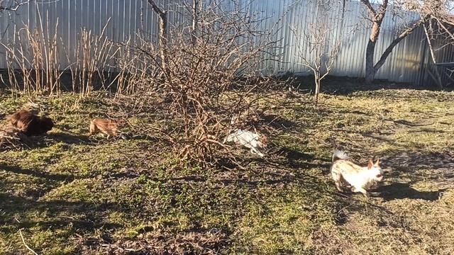 Чихуахуа #ЦЕНЫ от 25 тр #купить_щенка_чихуахуа_продам #MAX +79215950848