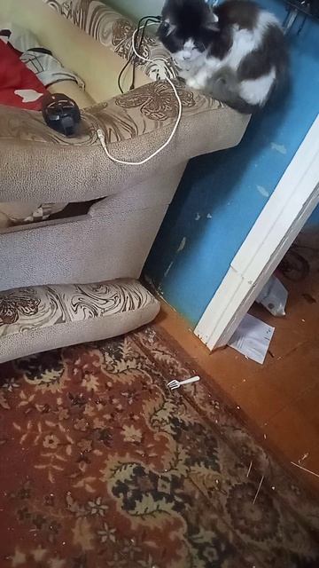 Щенок Макс хулиганит. Барсик в шоке