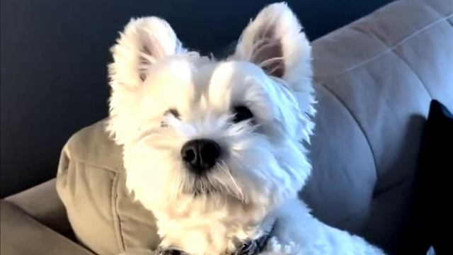 Футаж ПУШИСТАЯ СОБАЧКА № 524