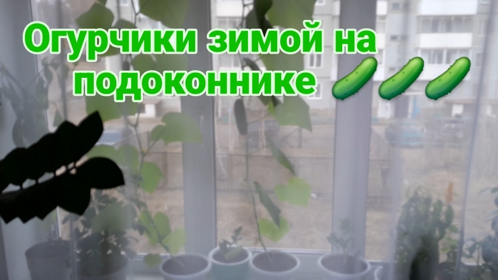 Витамины на подоконнике   03-04-2026