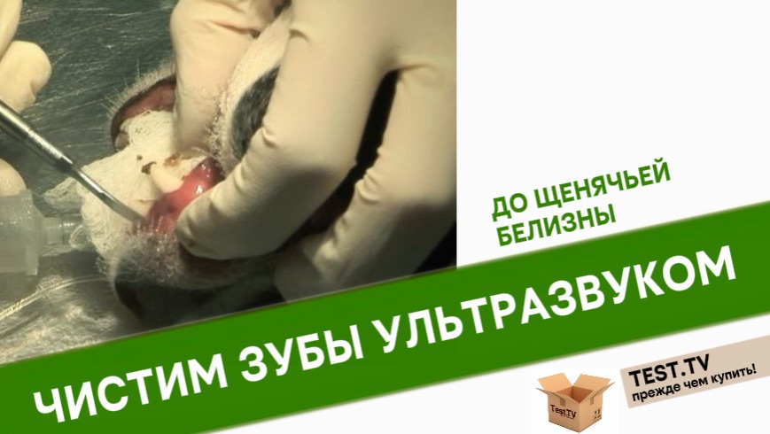 До щенячьей белизны. Чистим зубы ультразвуком