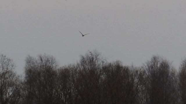 Гуси над Межстоличьем  /Отставший гусь (31 марта 2026)