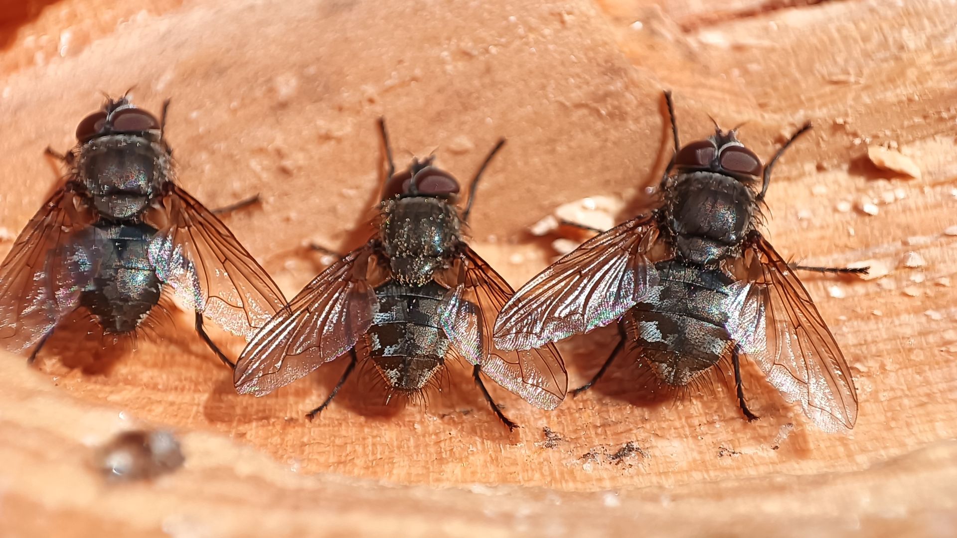 Экотерапия 77 серия.