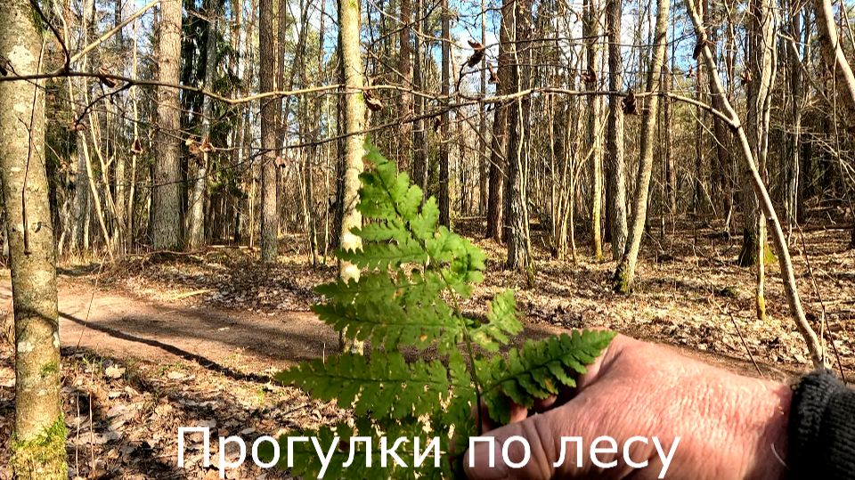 Прогулки по лесу. Сухо. Поют птички. Собираю зеленые лискики для раскраски яиц к Пасхе.