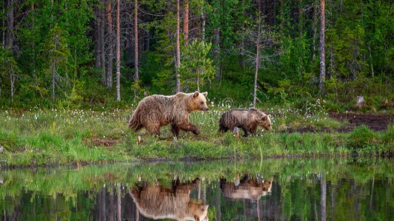 ТАЙГА,  ЭТО СКРЫВАЛИ 20 ЛЕТ. Мрачные тайны сибирской тайги