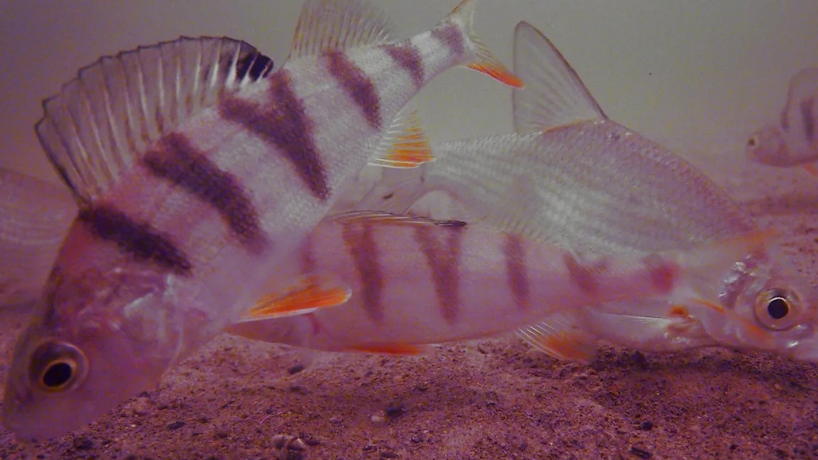 Подводная камера HD-SDI 6.3m (Full HD 50fps)