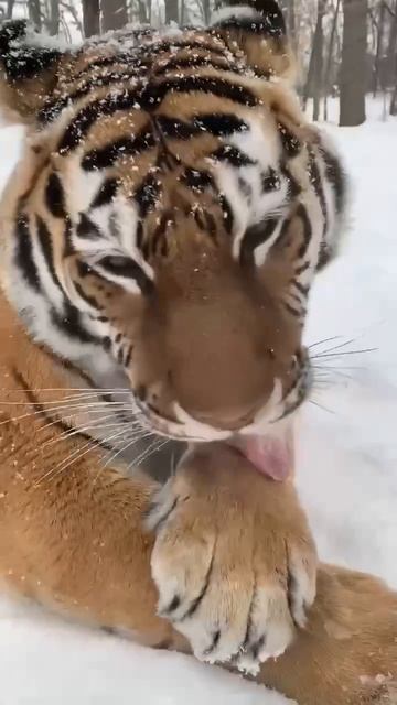 Амурский (уссурийский) тигр — крупнейшая кошка на планете