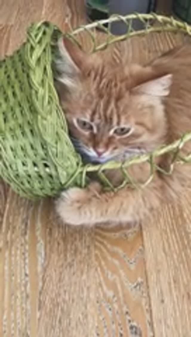 Альфушка, Масик и корзинка🙀😿😼