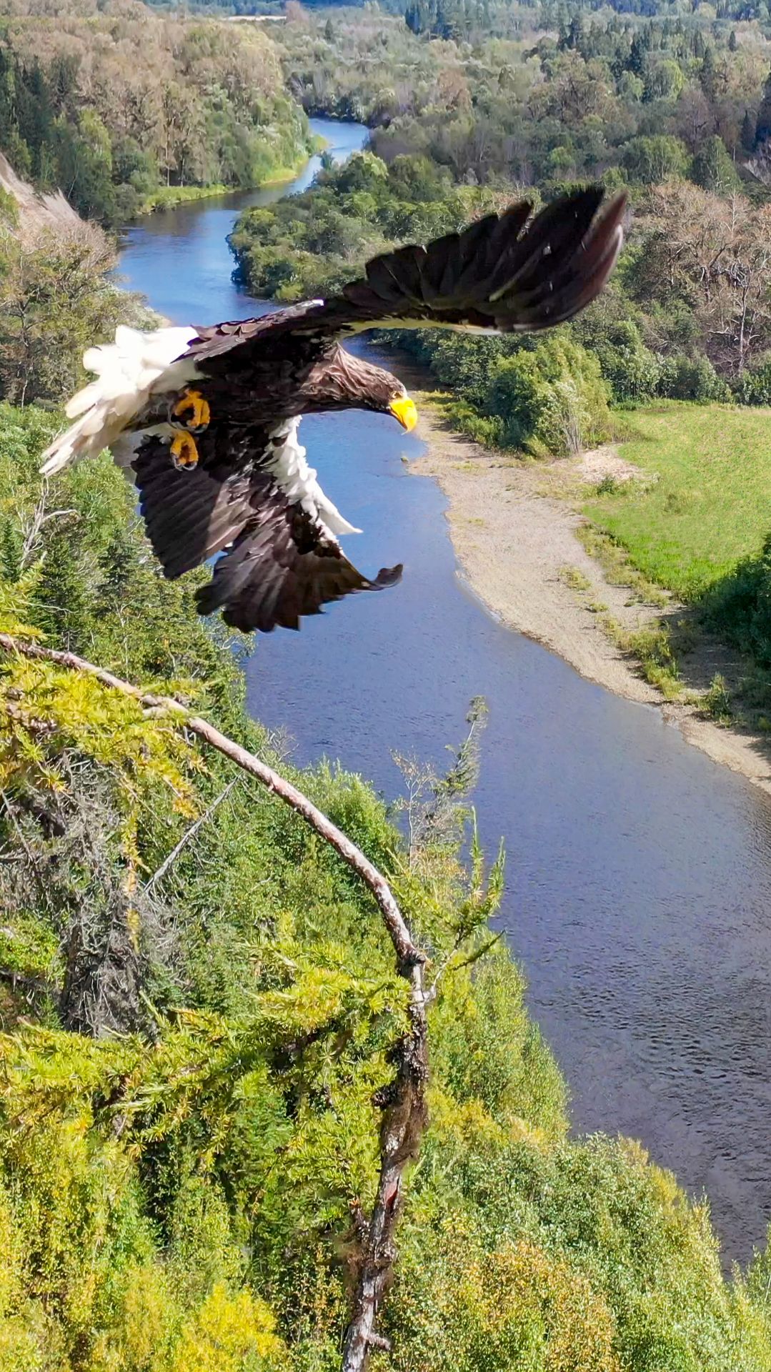 САХАЛИН. БЕЛОПЛЕЧИЙ ОРЛАН