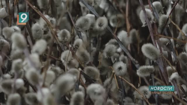 Новости Старого Оскола от 3 апреля