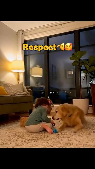 Times Dogs Proved They Have a Sixth Sense