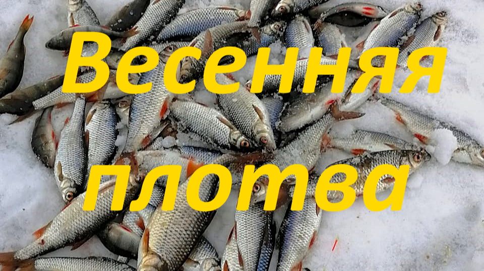 Последний лед. Ловля плотвы весной.