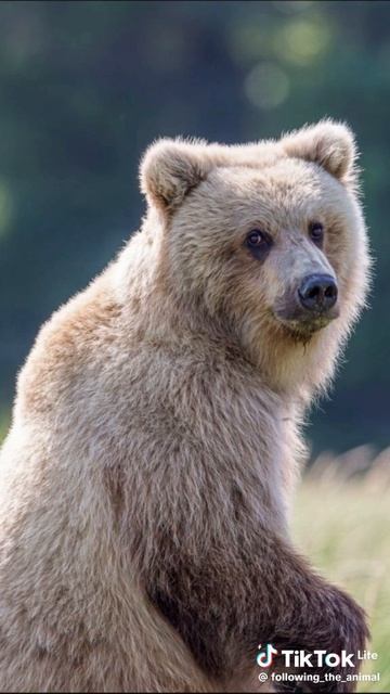 Грустна Мишкина  история, рассказанная с юмором .