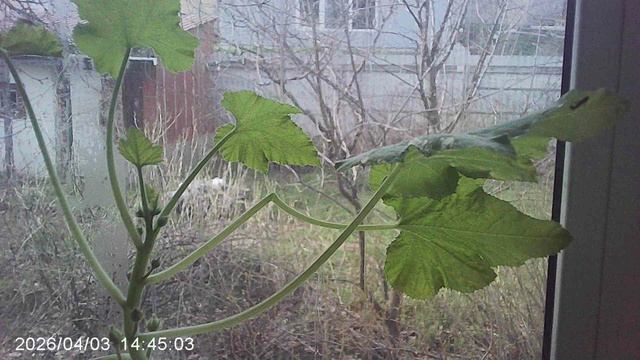 Обзор нашего САМОГО ПЕРВОГО кабачкового растения сезона 2026