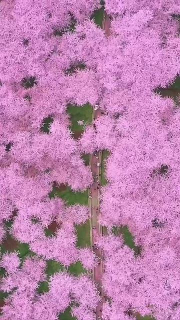 Самый большой сад сакуры в мире — там высажено более полумиллиона деревьев, Китай