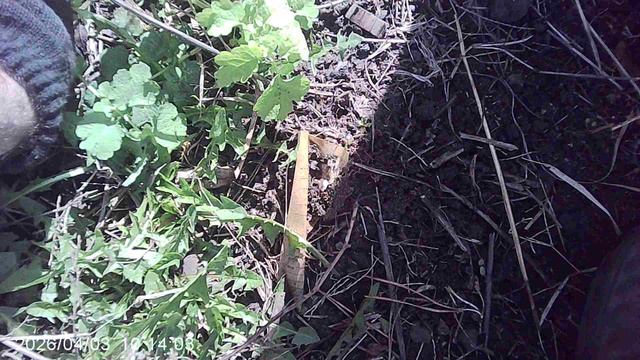 Удаление сорняка-чистотела