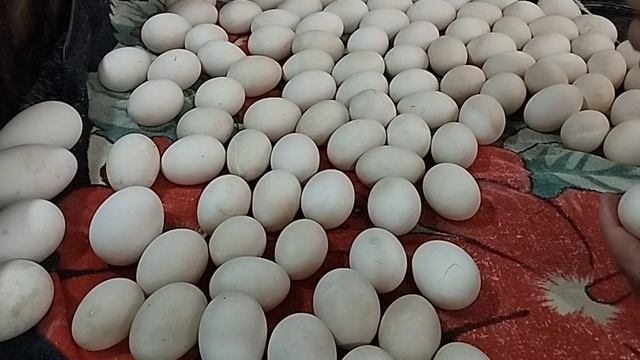 03-04-2026 инкубация утиных яиц %%