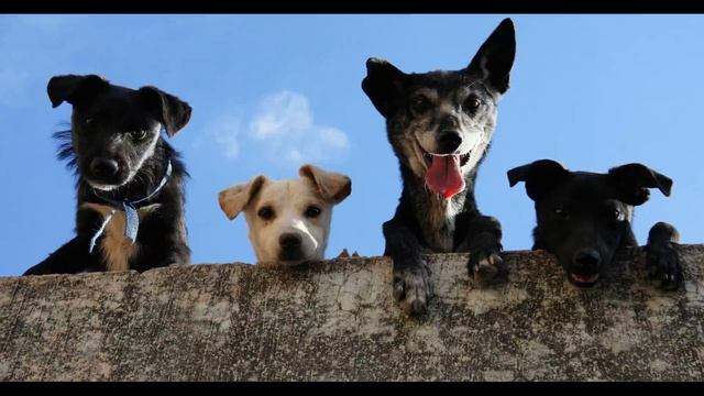 Сила внушения