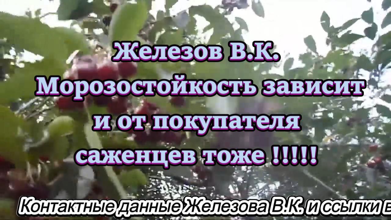 Железов В.К. Морозостойкость зависит и от покупателя саженцев тоже !!!!!