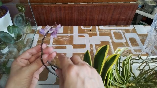 Орхидея Чиа Е Енлин вариегатная. Пересадка 😅