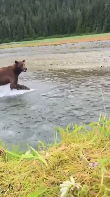 Аляска, здесь проживают все три вида североамериканских медведей, а именно- черные, бурые и белые.