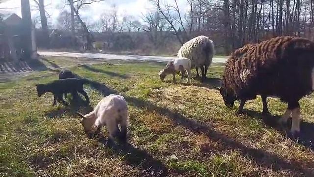 Весна 2025, пасемся взле дома.