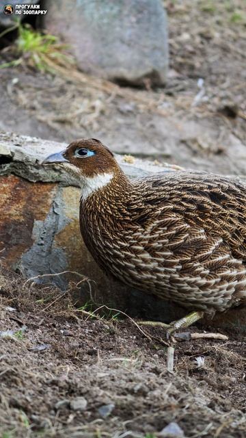 Гималайский монал (девочка). Ленинградский зоопарк