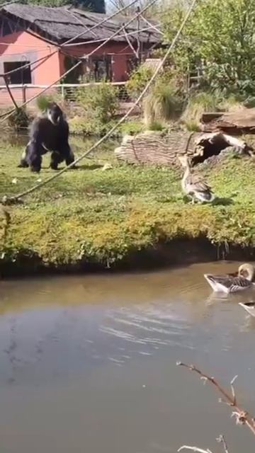 НЕЗАБЫВАЕМАЯ ВСТРЕЧА ДЛЯ НИХ ОБОИХ...